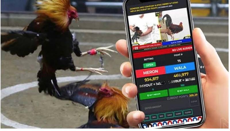SV388 🎖️ link vào trực tiếp đá gà thomo sv388 casino Việt Nam 14 Đá Gà Online Có Bị Bắt Không? Sự Thật Không Phải Ai Cũng Biết