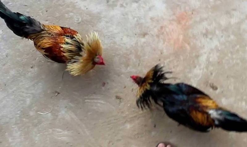 SV388 🎖️ link vào trực tiếp đá gà thomo sv388 casino Việt Nam 7 Đá Gà Tre – Nhanh Nhẹn, Bất Ngờ Và Khó Đoán